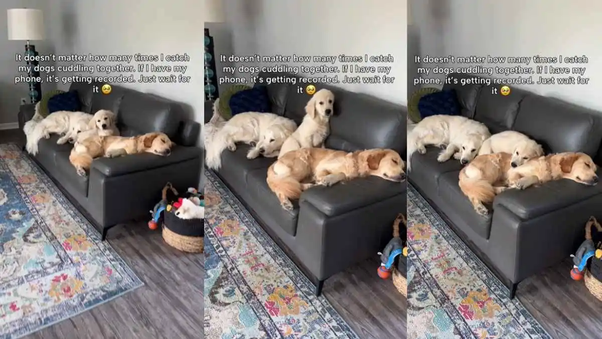 Golden Retrievers Cuddle Together & Owner Had To Record the Moment ...