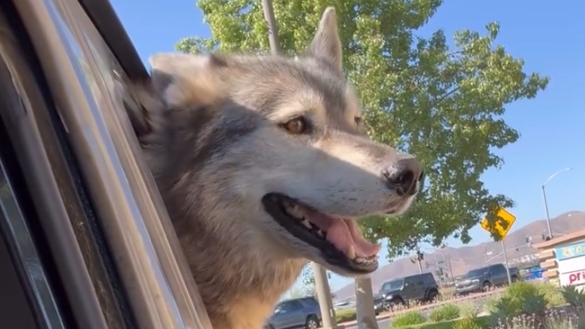Video: Husky Clearly Dislikes Waiting in Drive Through Line - DogTime