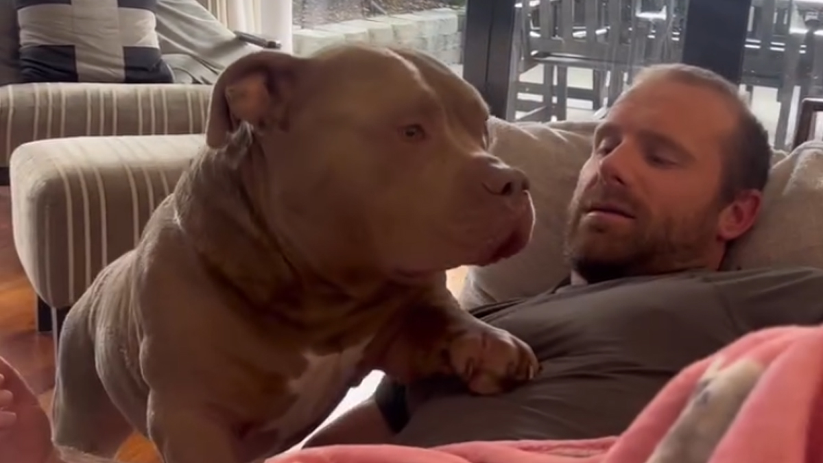 Bully Is Convinced He’s the ‘Lapdog’ With This Move - DogTime