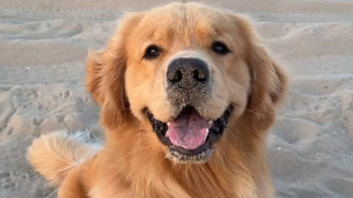 Video Shows Golden Retriever Bringing Smiles Wherever He Goes - DogTime