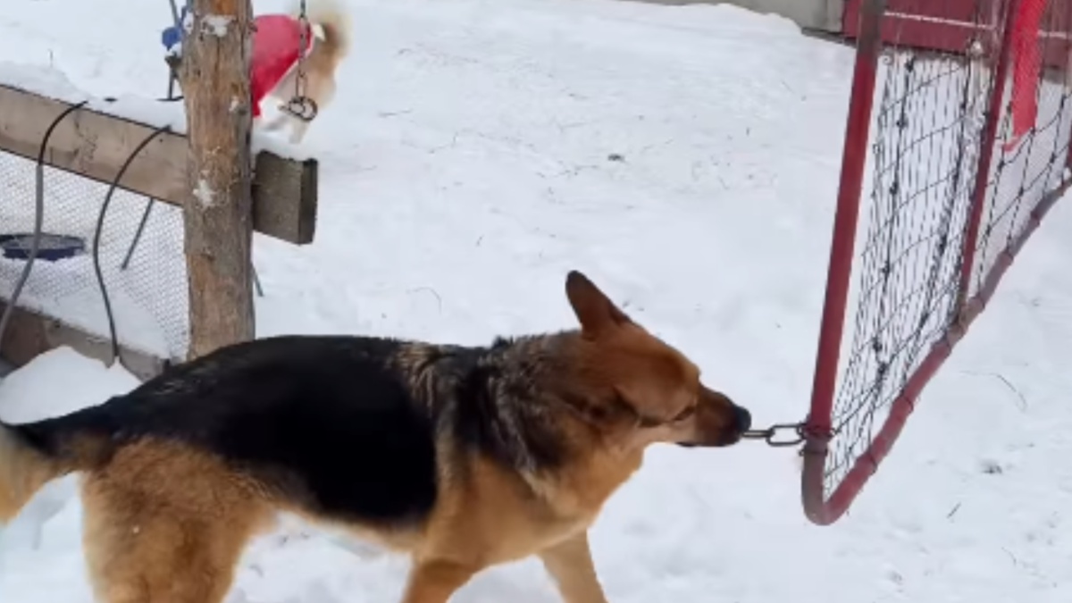 Video: Dog Opens & Closes the Gate When Owner Returns - DogTime