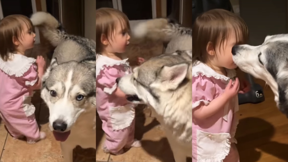 Big Dog Surprises Toddler With This Action in Adorable Video - DogTime