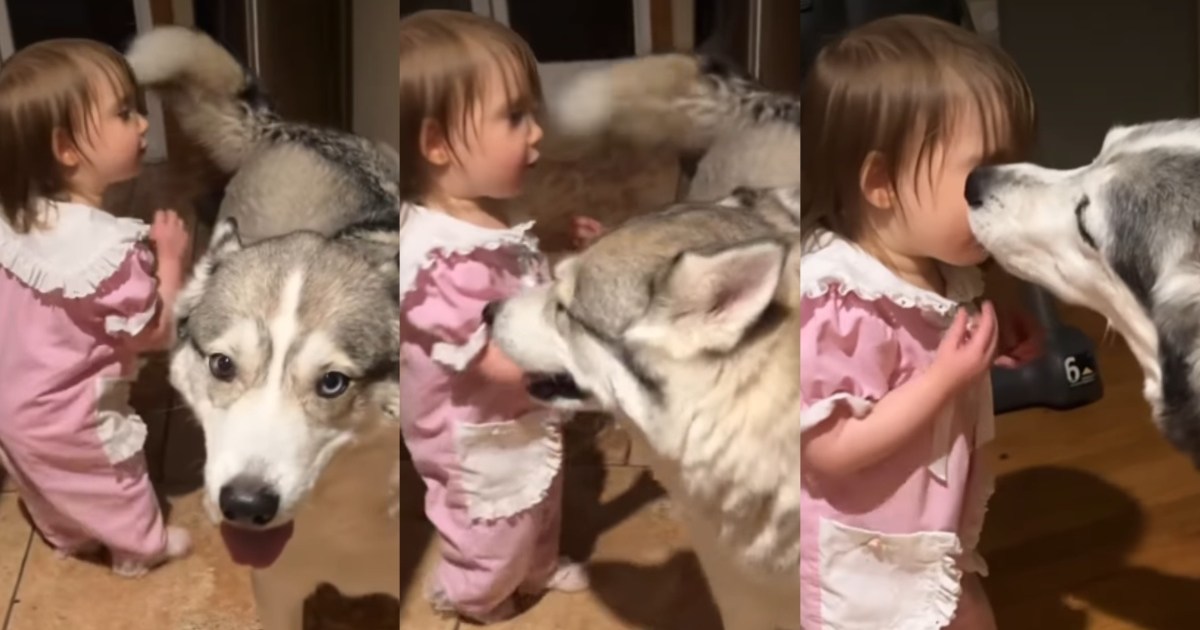 Big Dog Surprises Toddler With This Action in Adorable Video - DogTime
