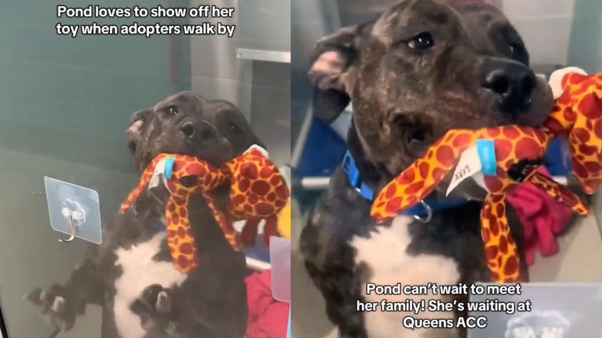 Will Smith Shares Tear-Jerking Tribute to I Am Legend Dog Abbey - DogTime