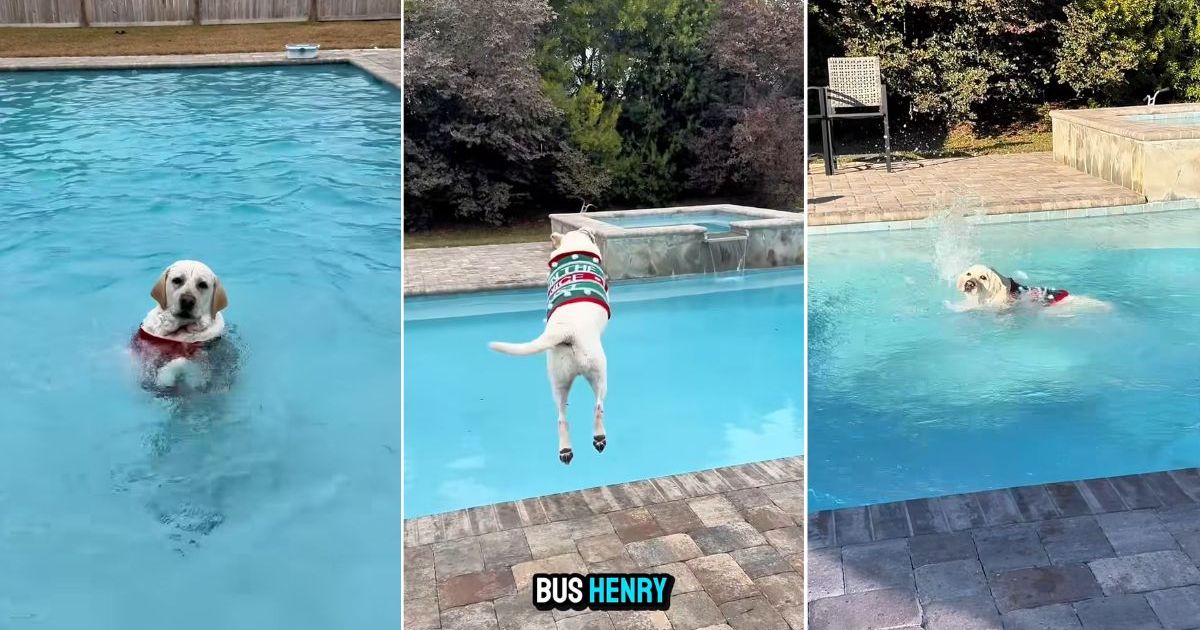 Video: Dog ‘Launches Into Pool’ With His Christmas Sweater On - DogTime