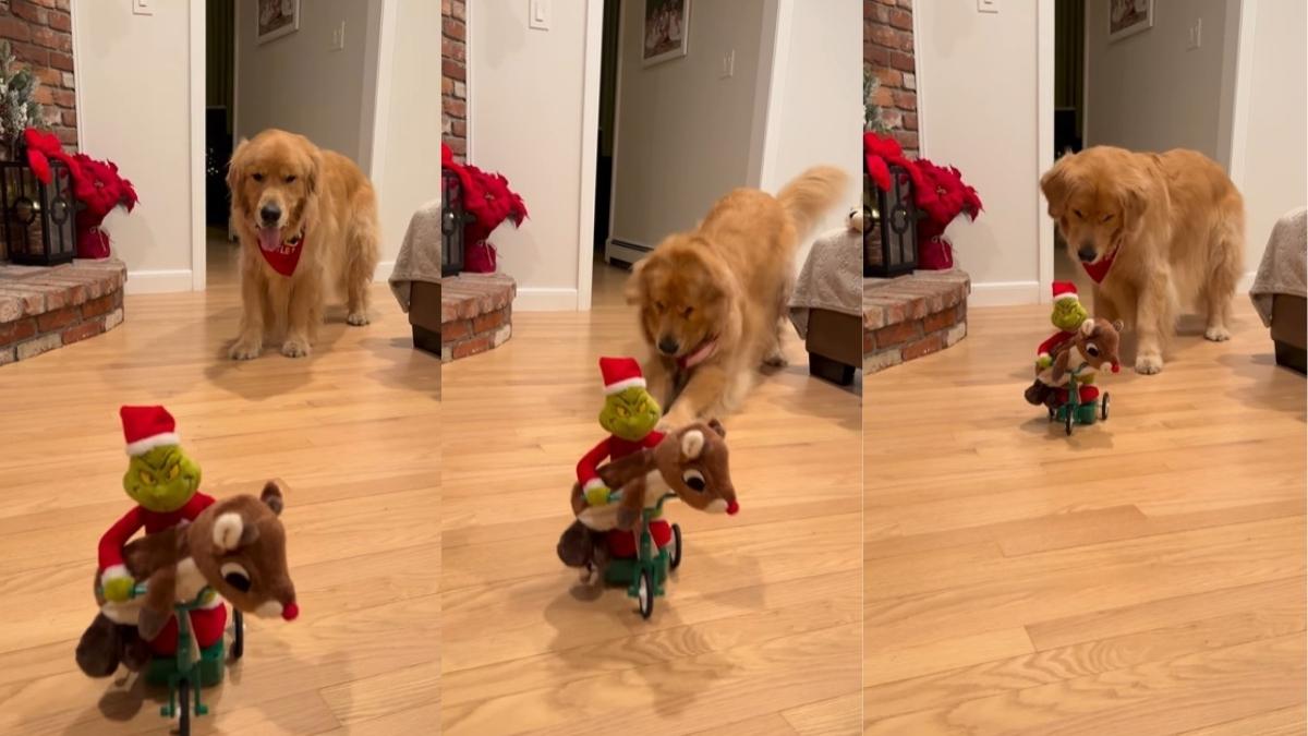 Golden Retriever Objects When 'Mr. Grinch' Steals His Rudolph - DogTime