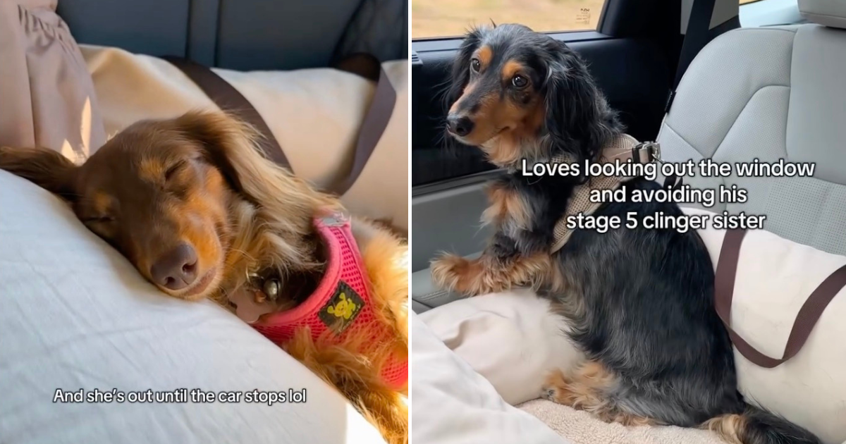 Video: These Two Types of Dogs Handle Car Rides Very Differently - DogTime