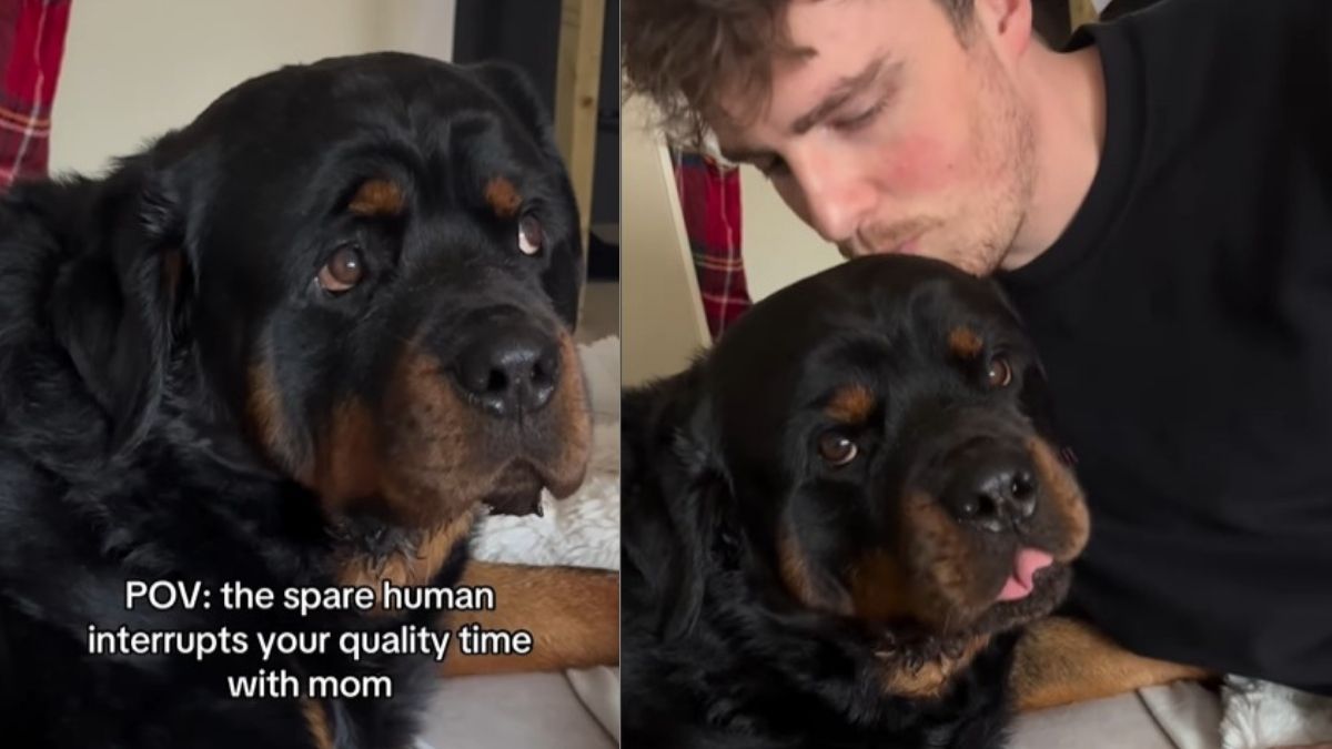 Video: Dog Reacts When 'Spare Human' Interrupts Quality Time With Mom ...