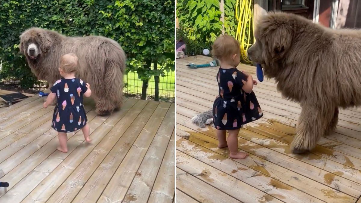 Giant Dog Is Too Gentle as He Plays With Little Girl in Cute Video ...