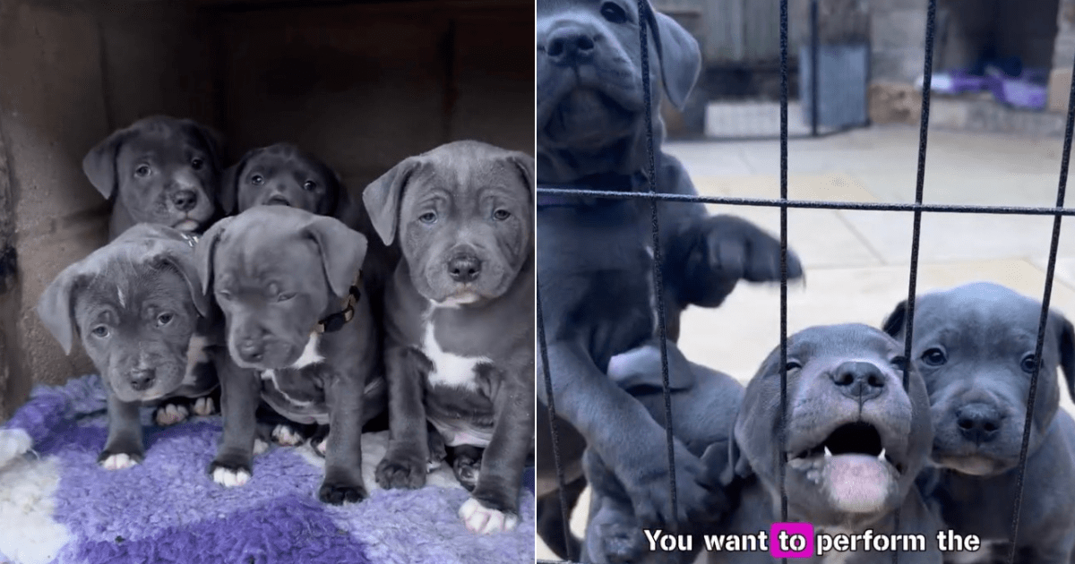 Staffy Puppies Cause 'Big Drama' Because It's Raining - DogTime