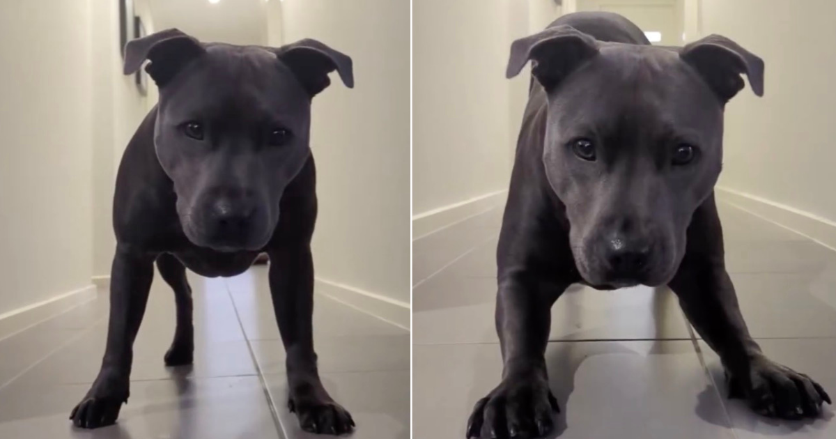 Video Shows What Dog Does Right Before the Zoomies Start - DogTime