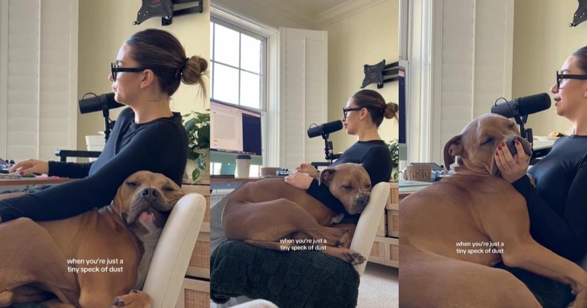 Dog Sits on Owner's Lap Like a 'Tiny Speck of Dust' in Viral Video ...