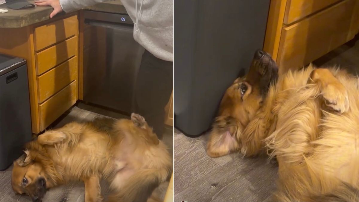 Video Shows How 'Clueless' This Golden Shepherd Is - DogTime