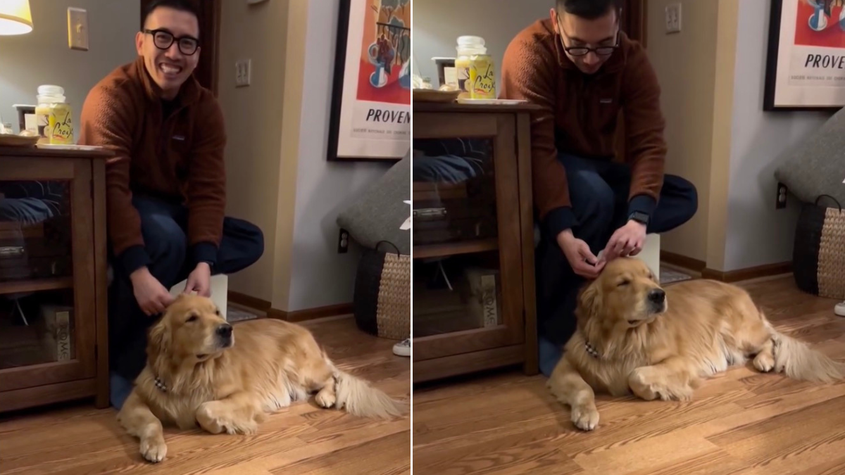 Golden Retriever’s ‘Real’ Mohawk Leaves People in Disbelief - DogTime