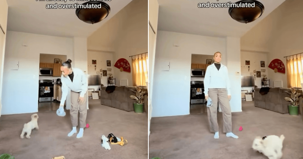 Video Shows Dog Turning up Chaos When Mom Is Already Running Late - DogTime