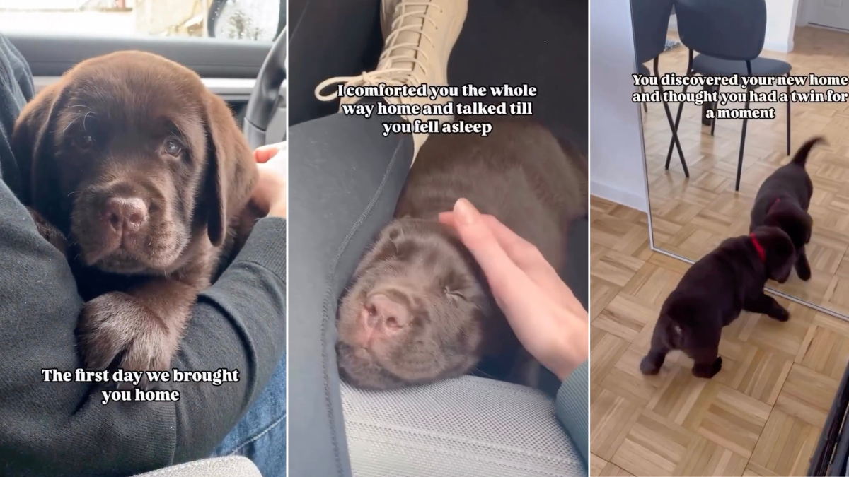 Video of Labrador Puppy’s Day 1 at New Home Goes Viral for Right ...