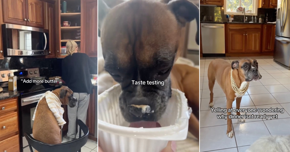 Video: Boxer’s Thanksgiving Is Mostly To Do With Food - DogTime