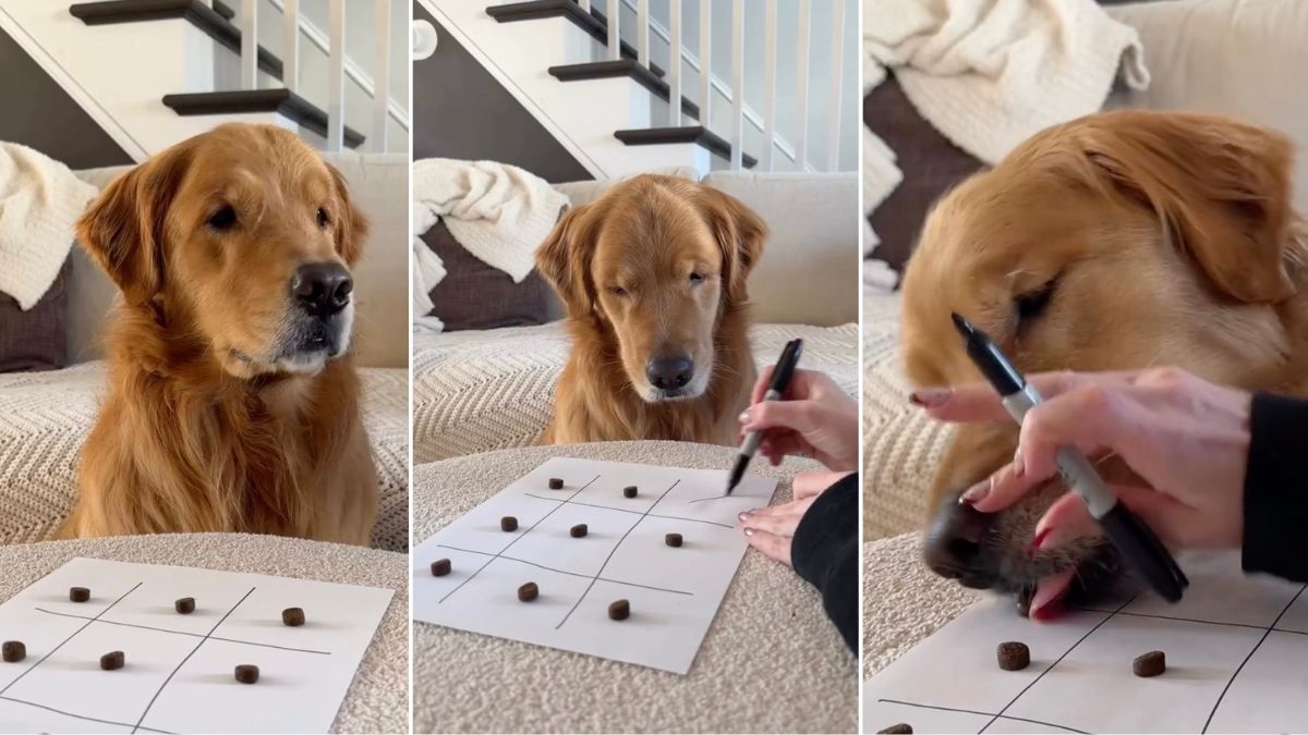 Video Shows Dog Learning To Play Tic-Tac-Toe & It Goes Like This - DogTime