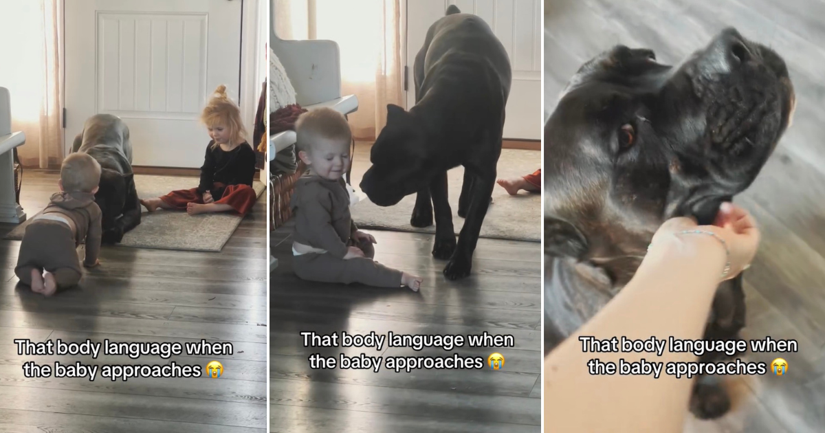 Video of Dog's 'Sweet' Body Language With Baby Goes Viral - DogTime