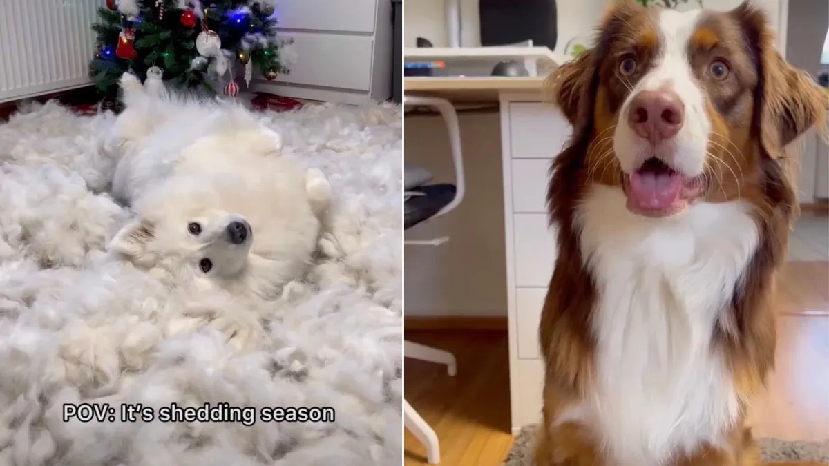 Owner Shows What Samoyed’s ‘Shedding Season’ Looks Like - DogTime