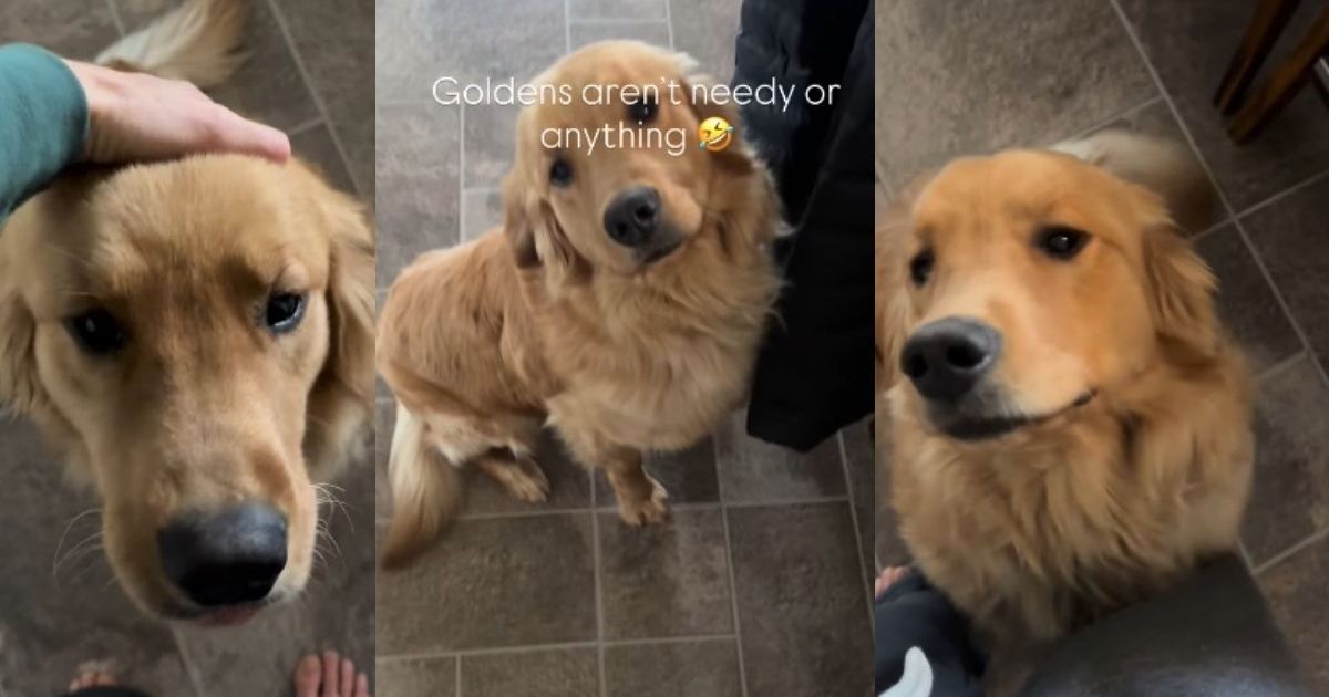 Dog's Actions Show Whether Golden Retrievers Are Needy in Video - DogTime