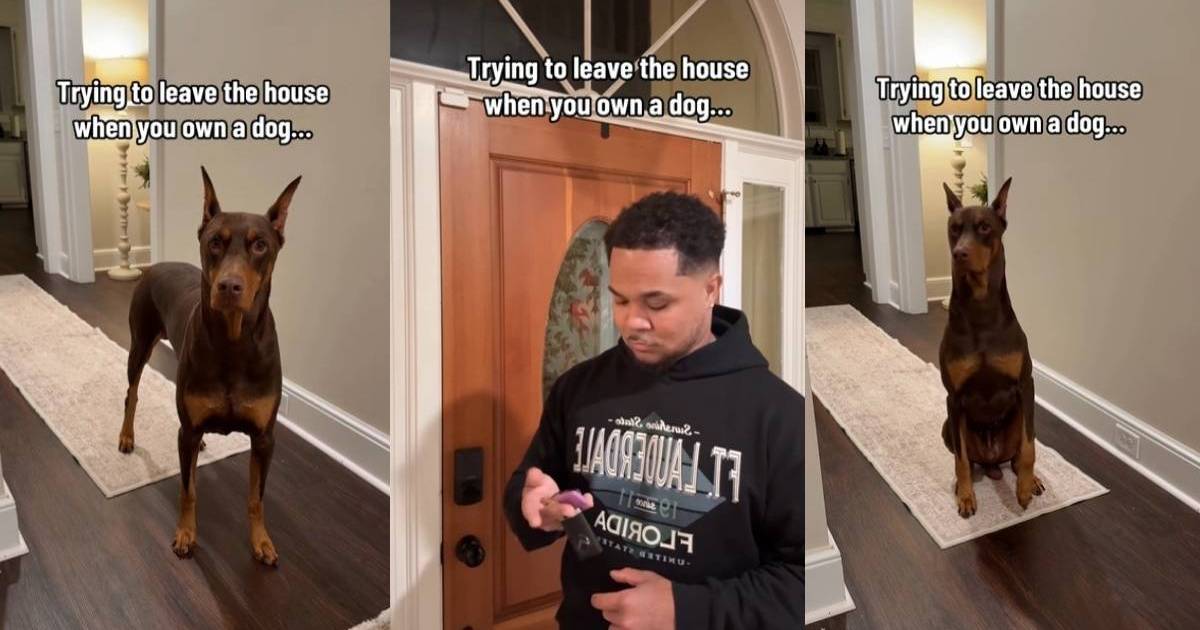 Video Shows What Happens When You Have to Leave Your Dog Behind - DogTime