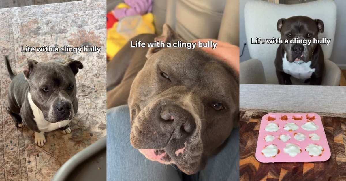 Video: Owner Shows What Life With a ‘Clingy Bully’ Looks Like - DogTime