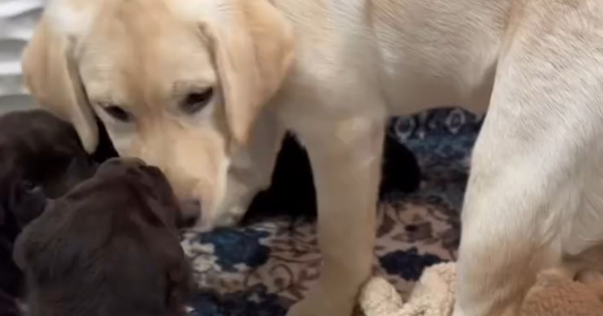 Labrador Can't Decide Whether She Loves the Puppies in Adorable Video ...
