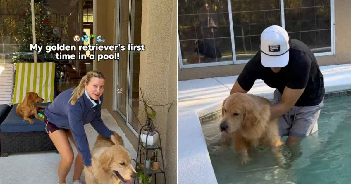 Video: Golden Retriever's First Time in Pool Is a Lot of Emotions - DogTime