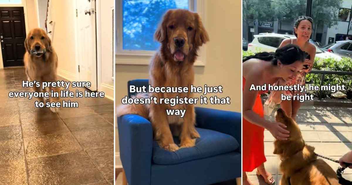 Video: Dog Proves He's 'Truly Golden Retriever Core' - DogTime