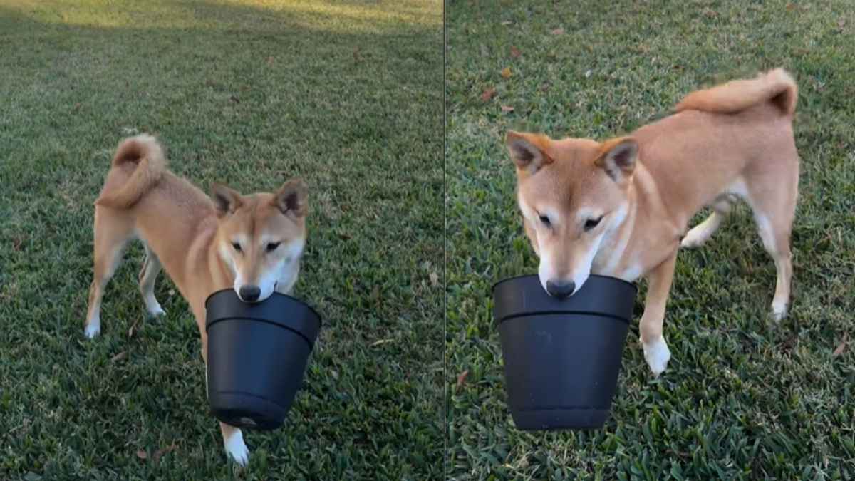 Video Shows Dog Turning Mom’s Flower Pot Into His New Favorite Toy ...
