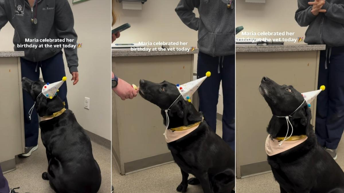 Video: Labrador Gets Dressed to Celebrate Birthday at the Vet's - DogTime