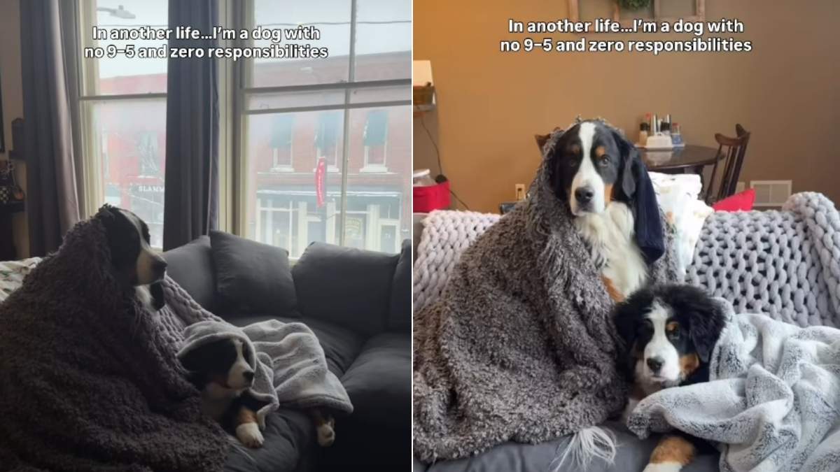 Video: Dogs Get Extra Comfy While Watching a Movie on a Winter Day ...
