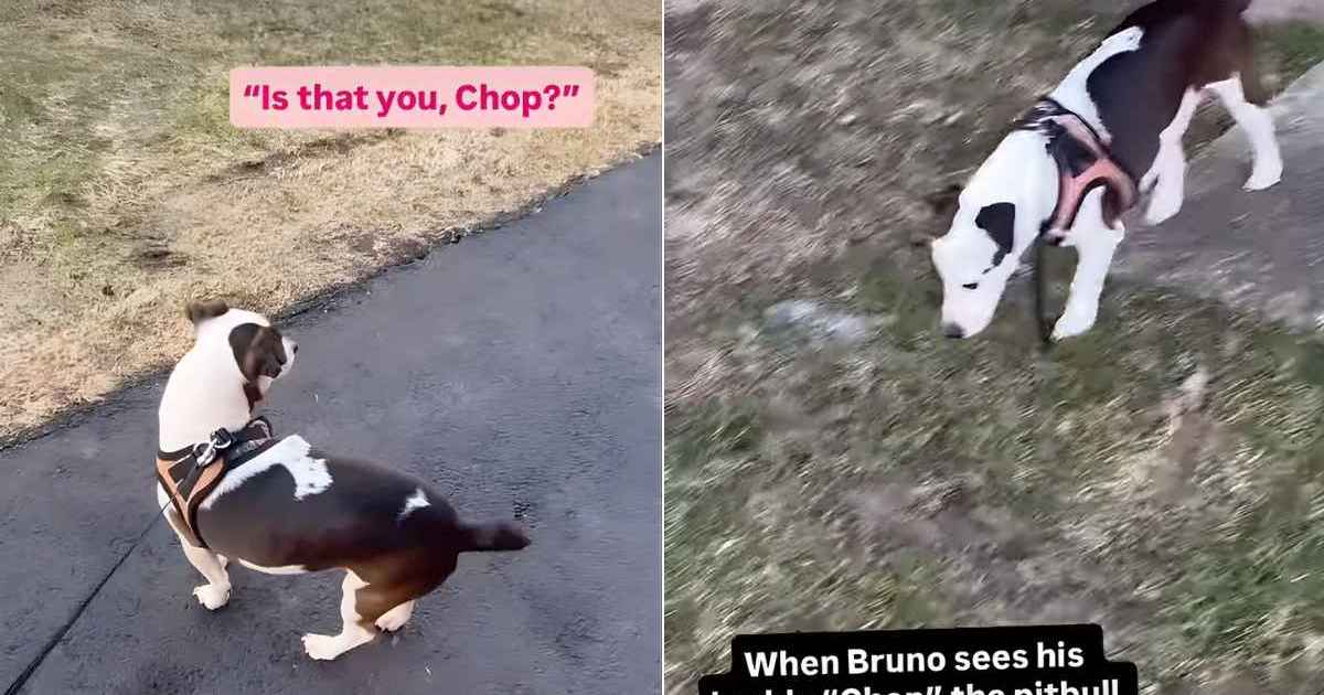 Video: Dog’s Pause Says It All When He Sees His Pit Bull Friend on a ...
