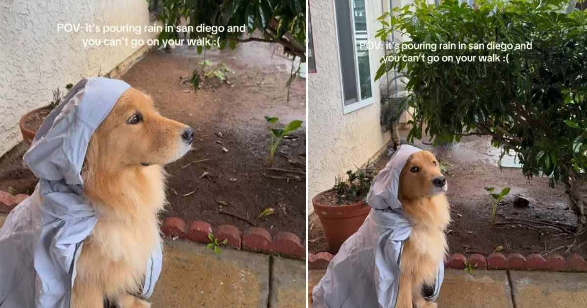 Video: Dog Feels Sad for Missing Out on Walk Due To Rain - DogTime