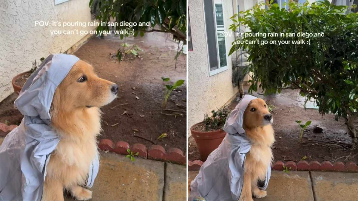 Video: Dog Feels Sad for Missing Out on Walk Due To Rain - DogTime