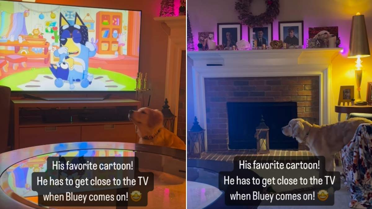 Video: Golden Retriever Is a Little Too Invested in His Favorite ...