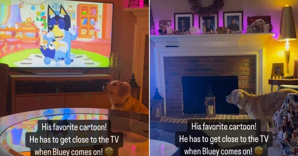 Video: Golden Retriever Is a Little Too Invested in His Favorite ...