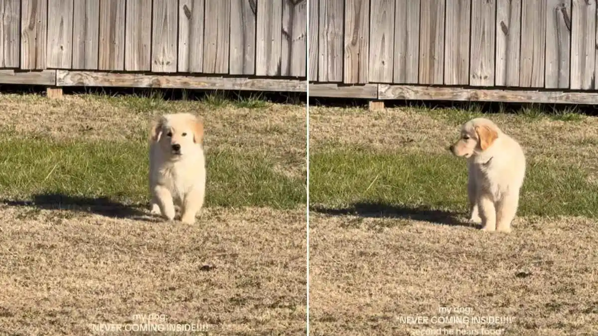 Video: Golden Retriever Puppy Only Comes Inside When He Hears This ...