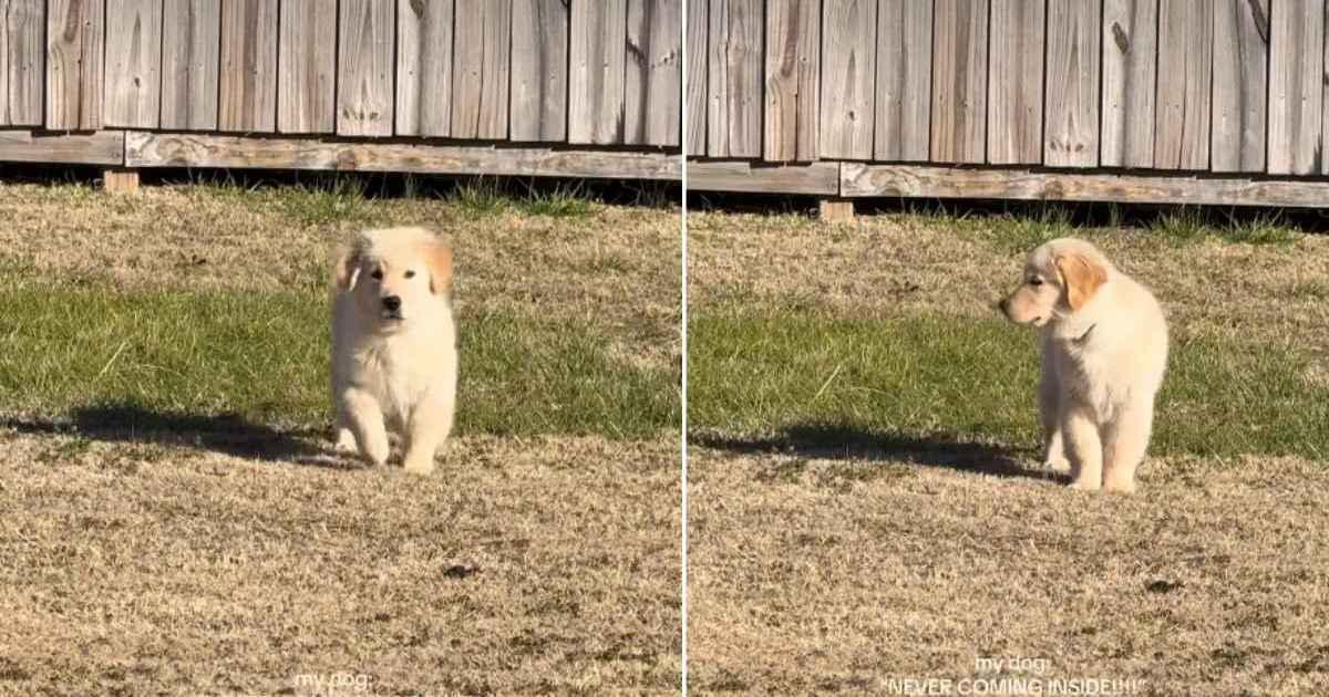 Video: Golden Retriever Puppy Only Comes Inside When He Hears This ...