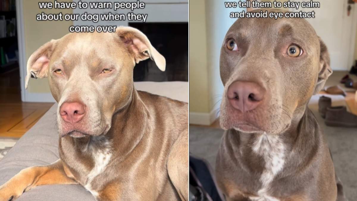 Video Proves Dog Poses Threat To Personal Space When Guests Come Over ...