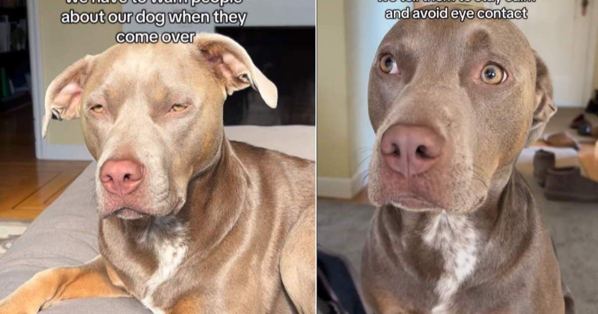 Video Proves Dog Poses Threat To Personal Space When Guests Come Over ...