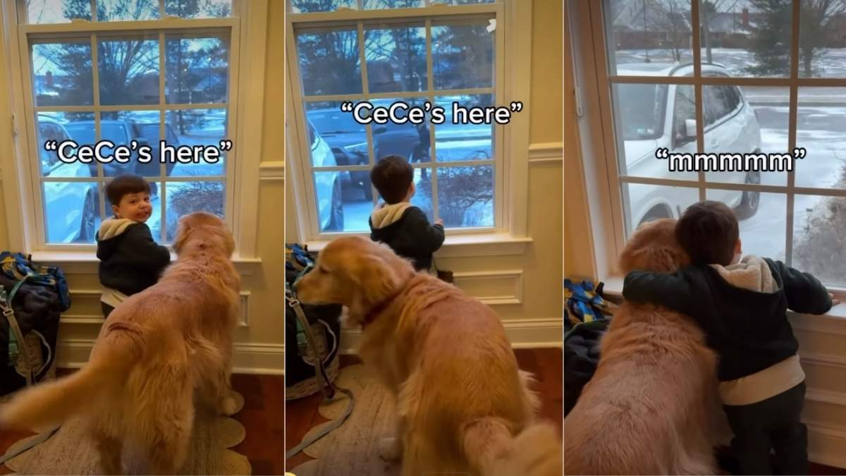 Video: Dog & Toddler Adorably Wait for Grandmom Together - DogTime