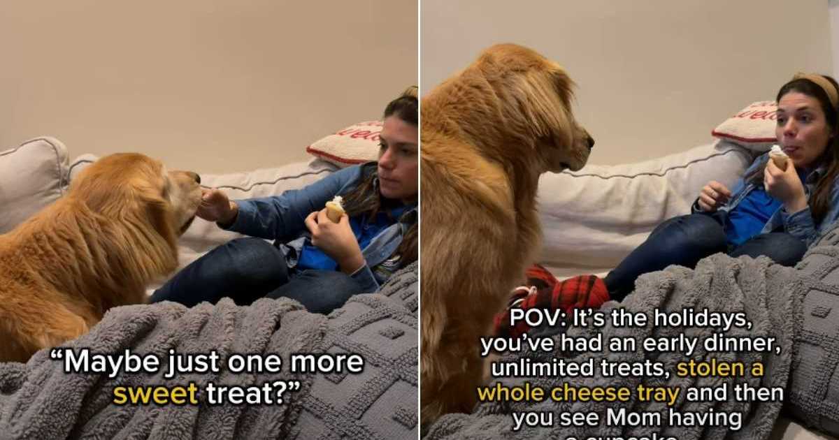 Video: Dog Requests for Extra Snack After Early Dinner & More - DogTime