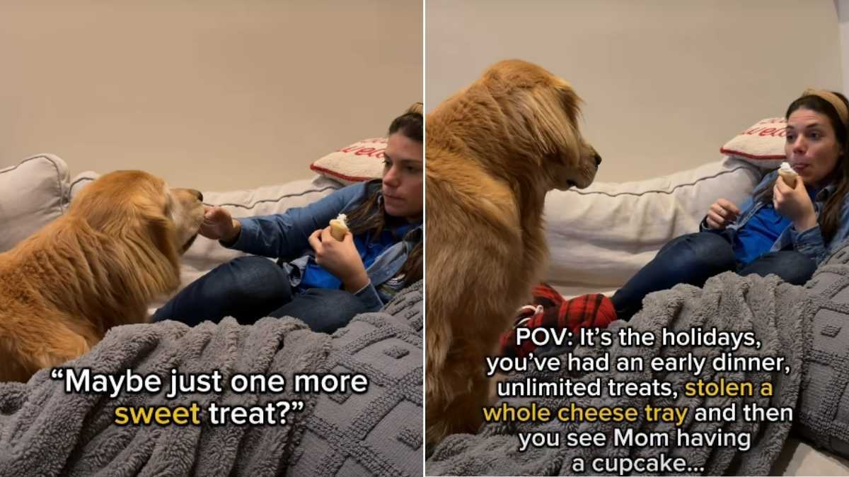 Video: Dog Requests for Extra Snack After Early Dinner & More - DogTime