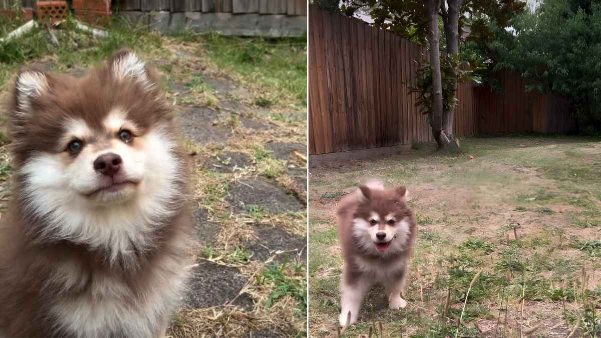 Video: Puppy's Play Time in the Yard Ends In a Cute & Funny Way - DogTime