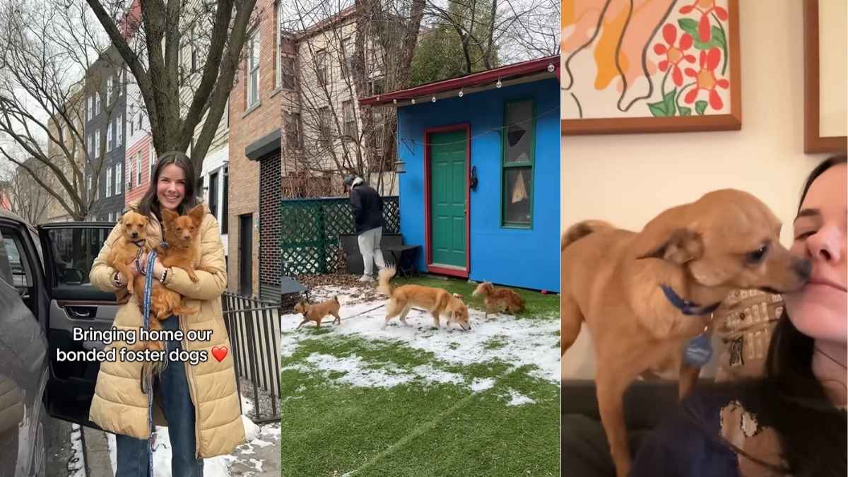 ‘Bonded Foster Dogs’ Exploring New Home Is Too Heartwarming - DogTime