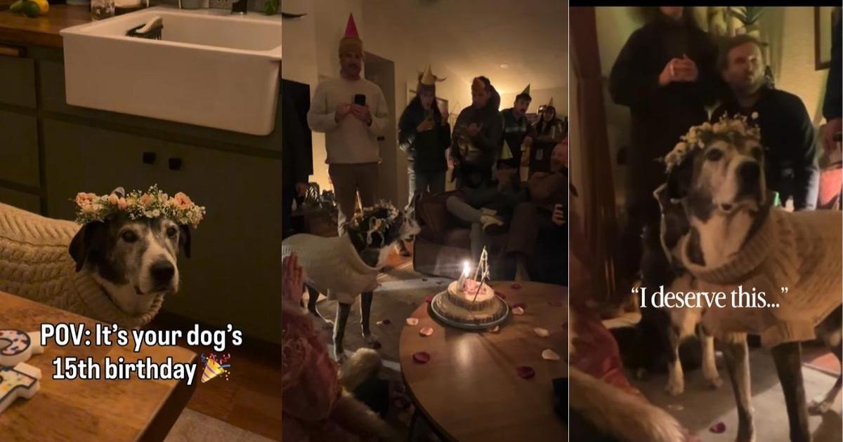 Video From Dog’s 15th Birthday Celebrations Goes Viral - DogTime