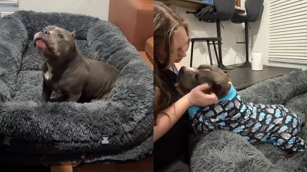 Video: Senior American Bully Expects To Be Tucked in Bed - DogTime