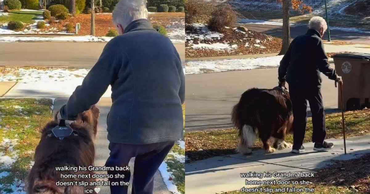 Video: Big Dog Helps Grandma Walk Safely on Ice - DogTime